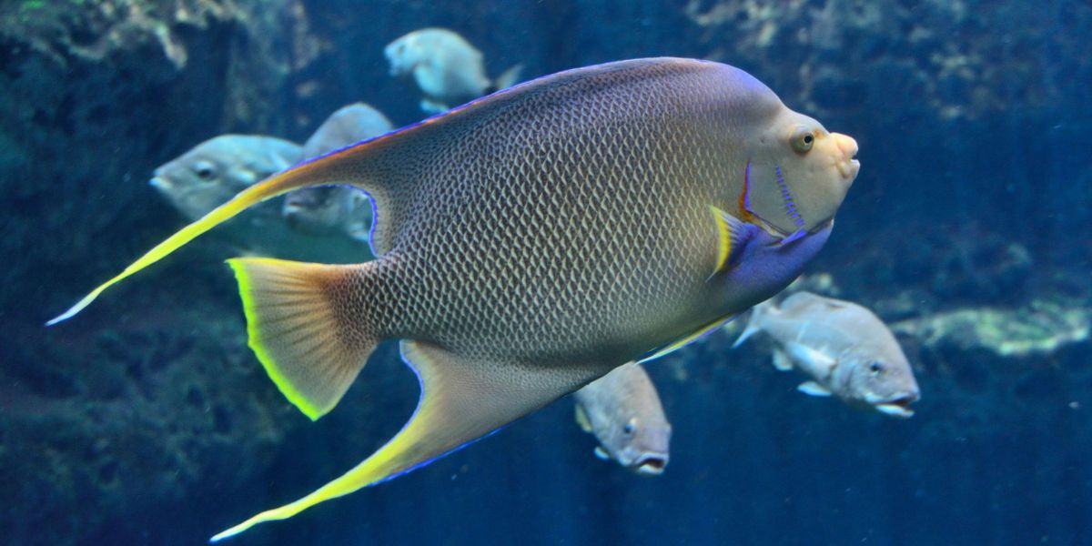 10 Peixes marinhos do Brasil no Snorkeling - Lugares Para Viajar E ...